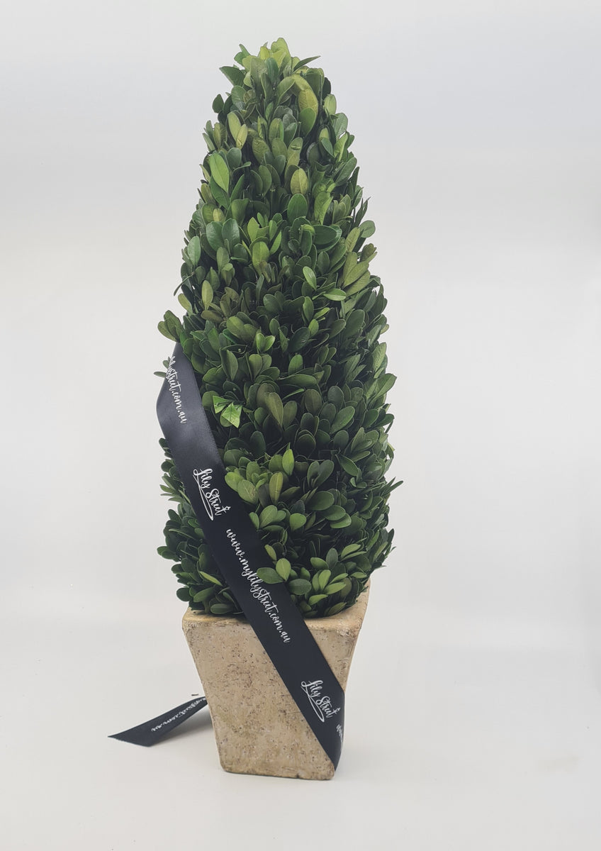 Topiary Tree, Preserved – My Lily Street